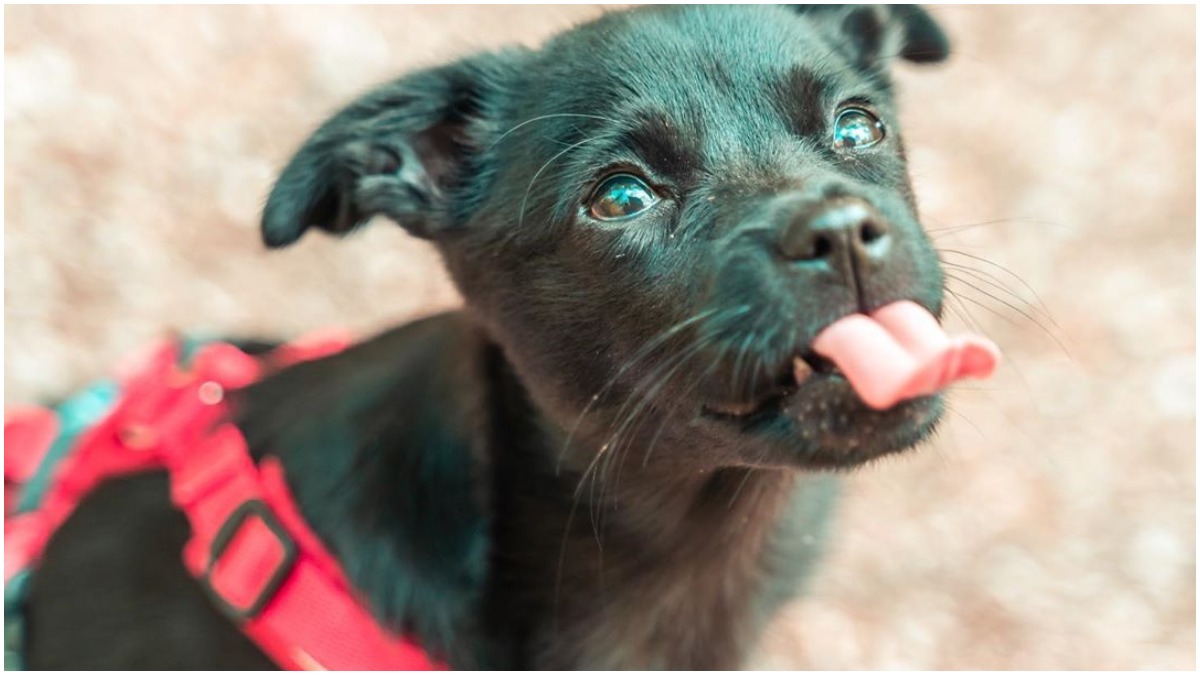 Why dogs will always rescue their distressed owners | Lifestyle News ...