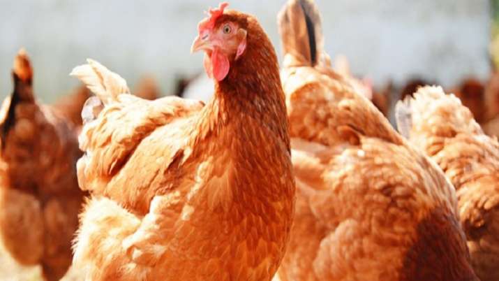 Study traces origin of domestic chicken | Science News – India TV