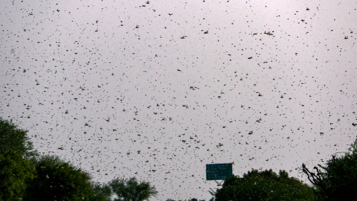 Locust swarm attack Gurugram. Delhi next? Here's what experts have said ...