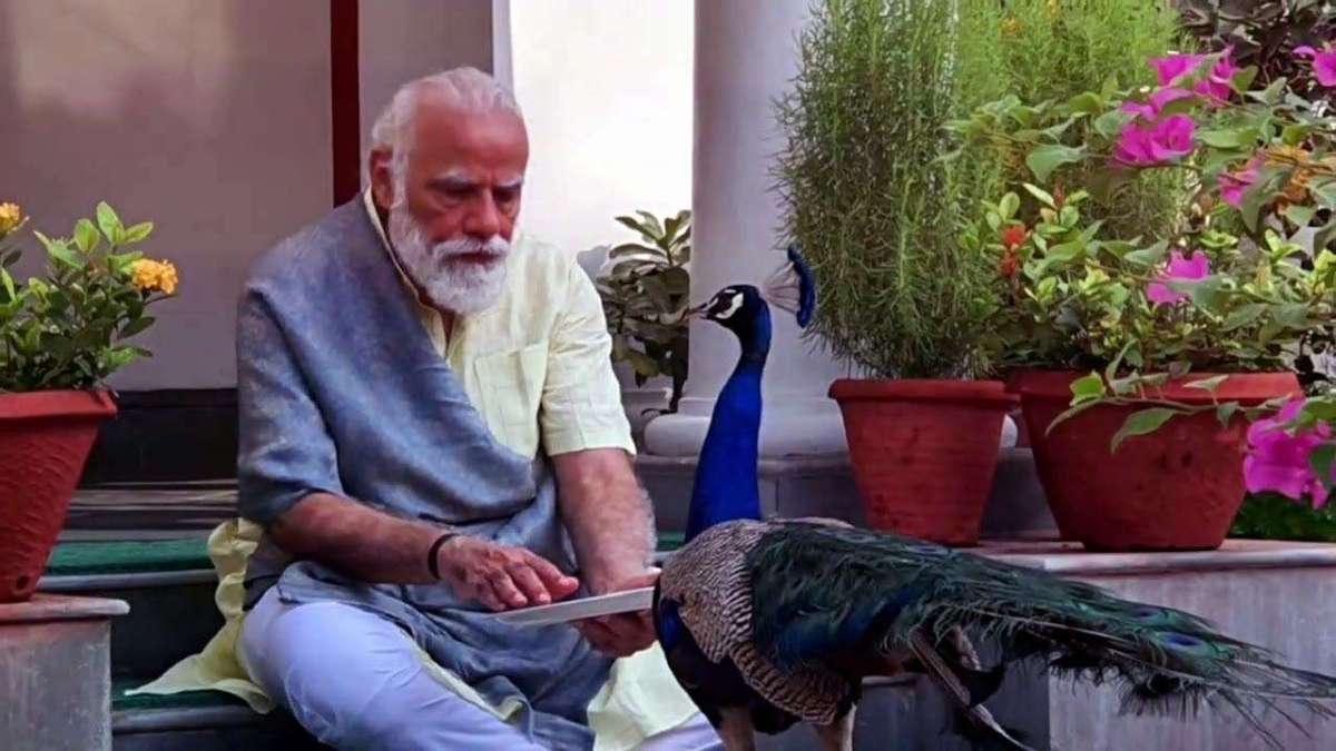 PM Modi feeds peacocks home exercise watch video | India News – India TV