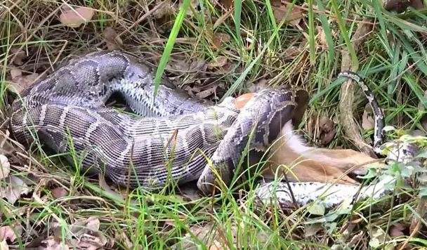 10-foot-long python swallows deer in Amroha, dies soon after being ...