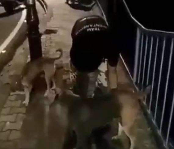 Video shows man throwing dog into Upper Lake in Bhopal | India News ... Video shows man throwing dog into Upper Lake in Bhopal | India News ...
