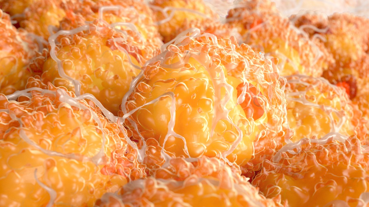 Brown fat may protect against cardiac, metabolic conditions | Health ...