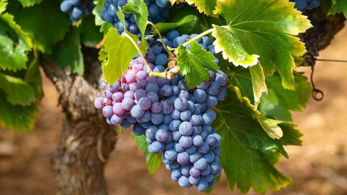 Eating grapes may protect against sunburn, UV damage to skin | Health ...
