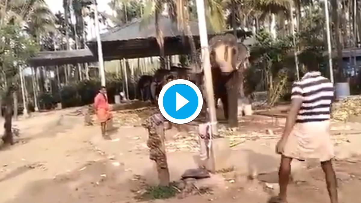 Watch: Michael Vaughan hopes viral batting elephant has English ...