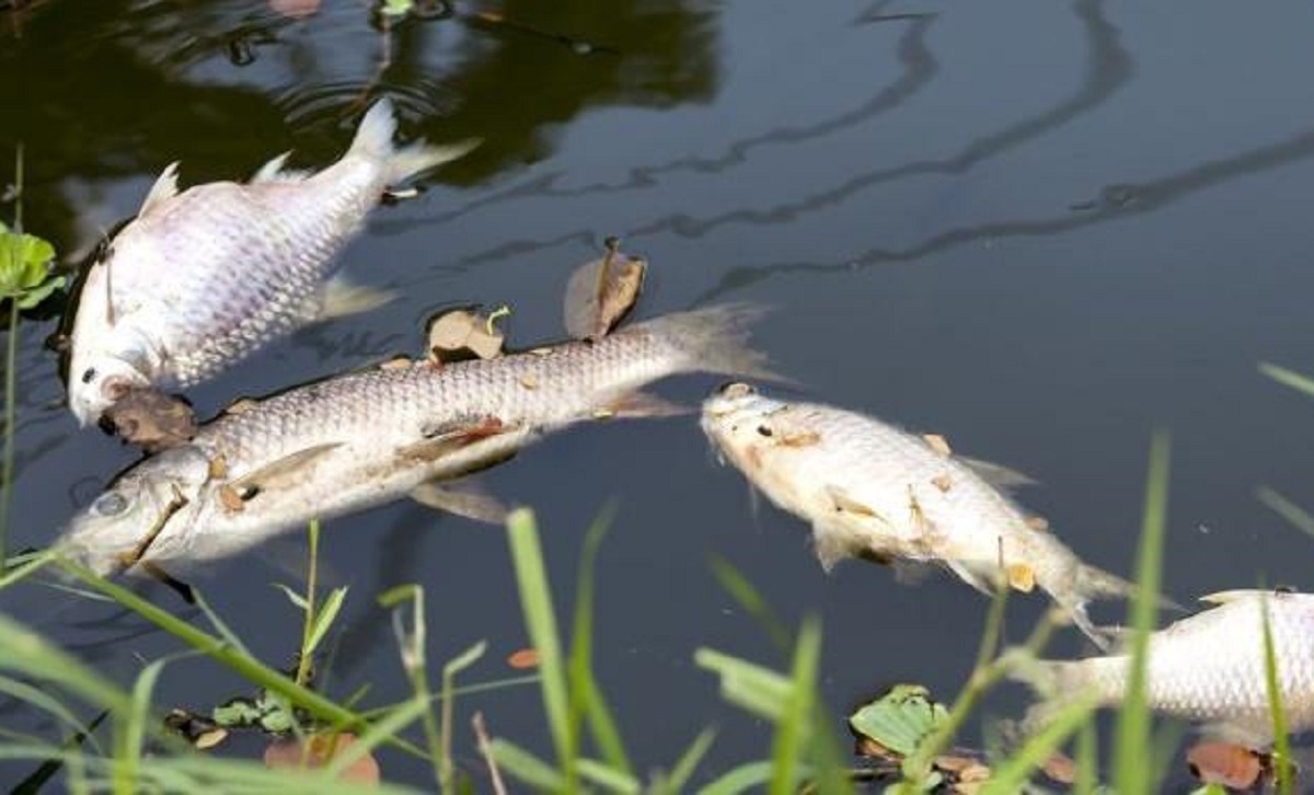 Hundreds of fish found dead in Guwahati pond | India News – India TV