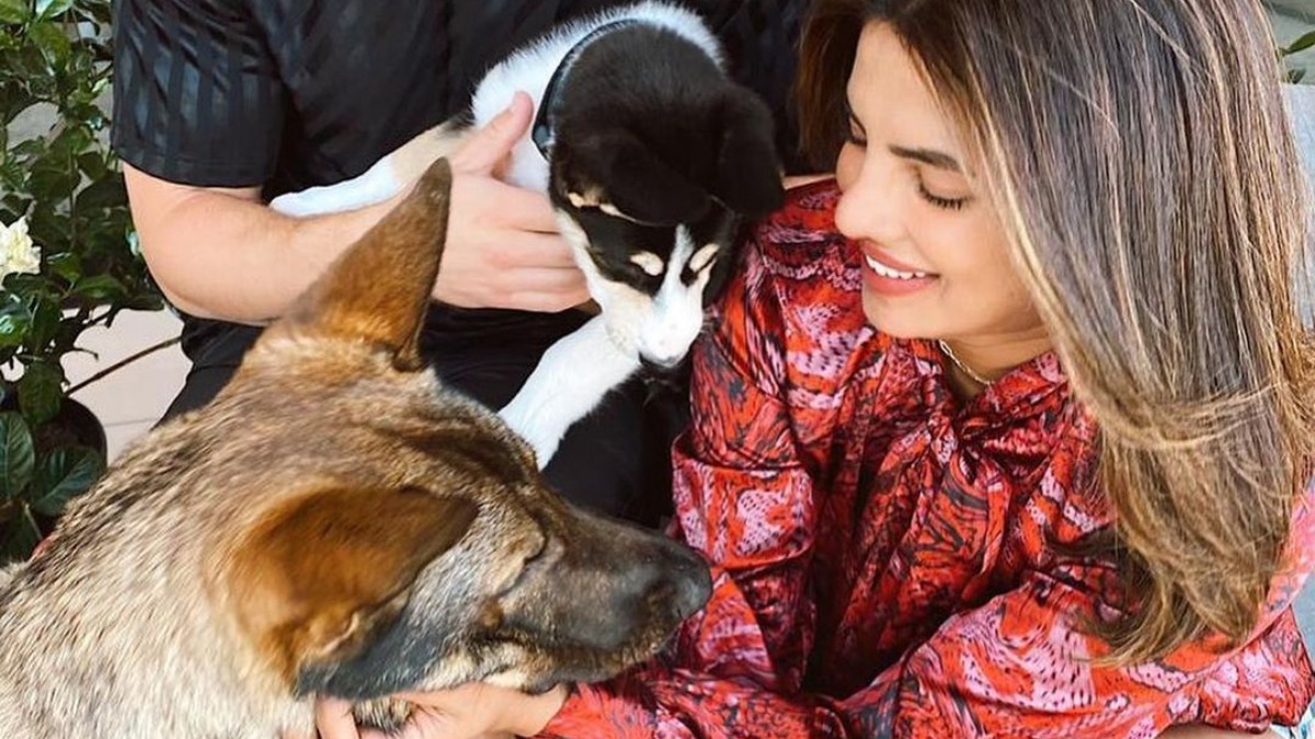 Priyanka Chopra dedicates new tattoo to her pet dogs Diana, Gino and ...
