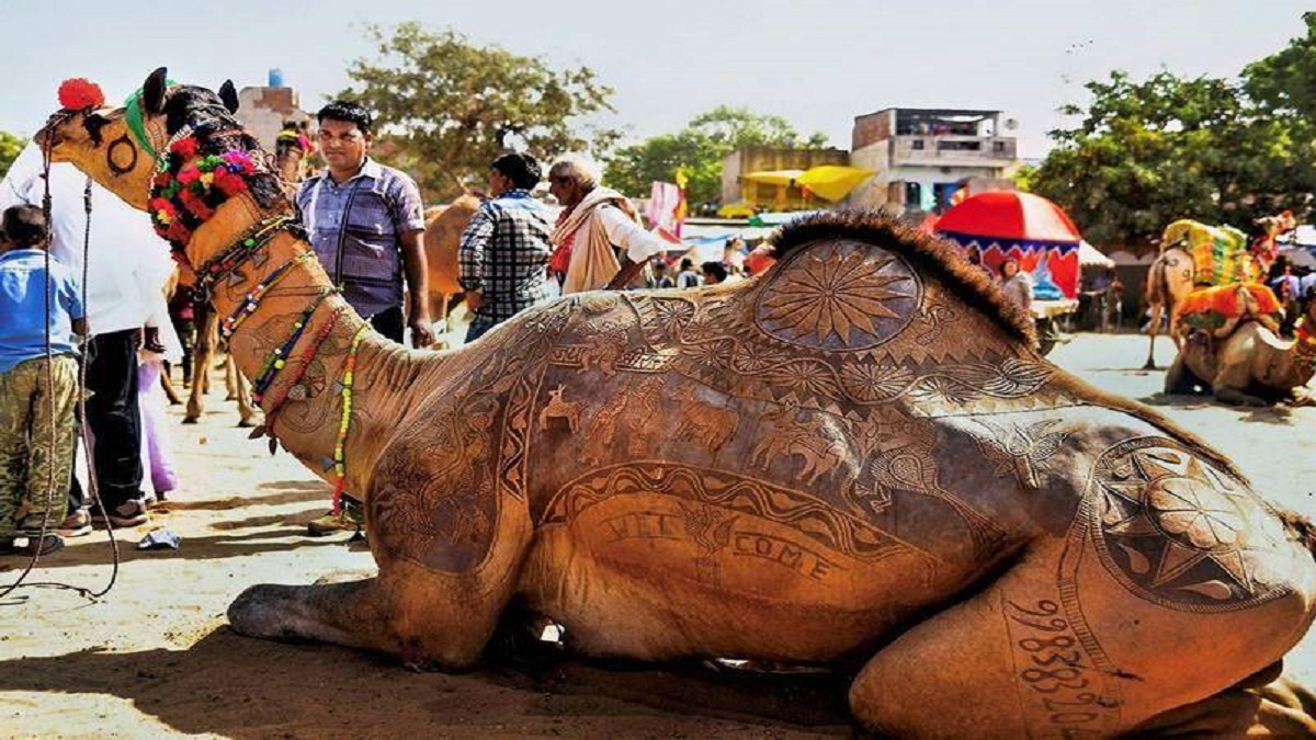 COVID booster shot for Rajasthan's dying camel economy | India News ...