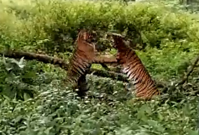 Tiger Fight Video Karnataka Reserve Nagarahole National Park | India ...