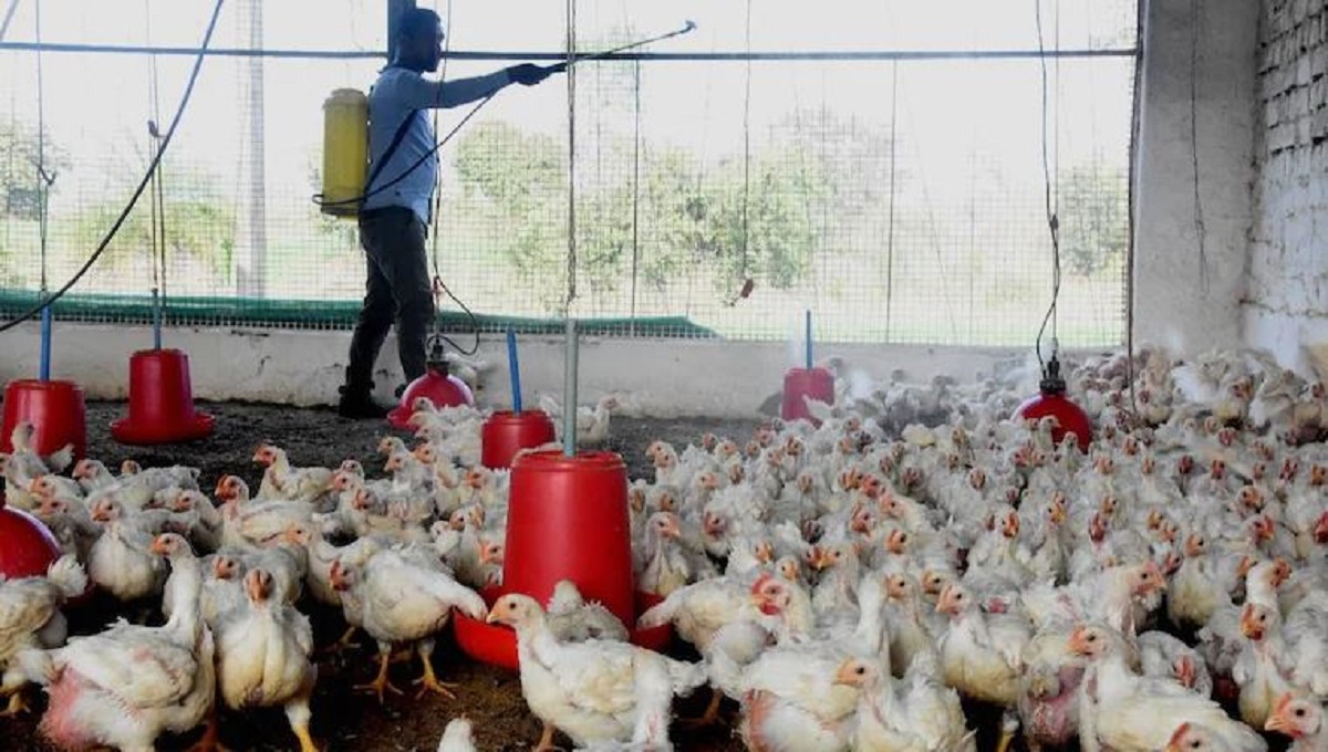 Jodhpur confirms 2 cases of bird flu after over 180 Kurja birds found ...