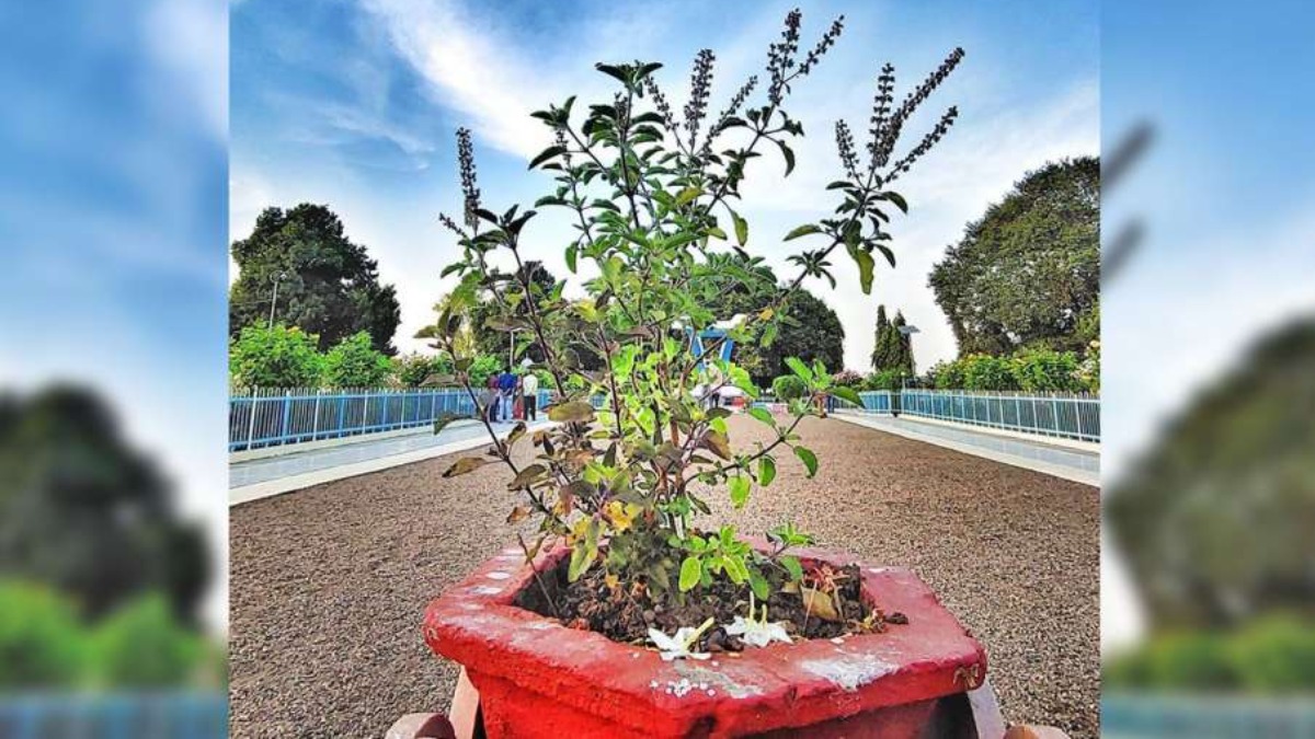 Vastu Tips: Bring Tulsi plant in the house, there will always be ...
