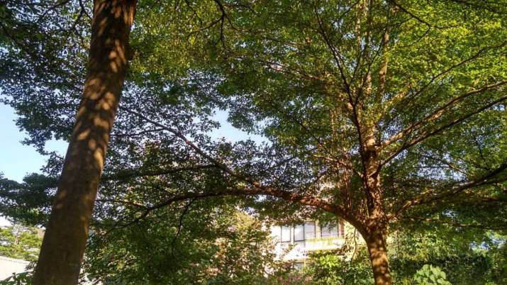 Vastu Tips: It is auspicious to plant trees in THESE directions near ...