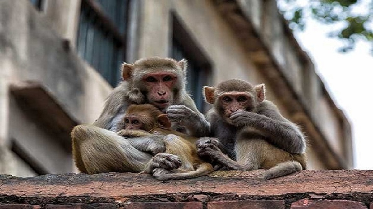 UP: Monkeys snatch baby & throw in water tank in Baghpat | India News ...