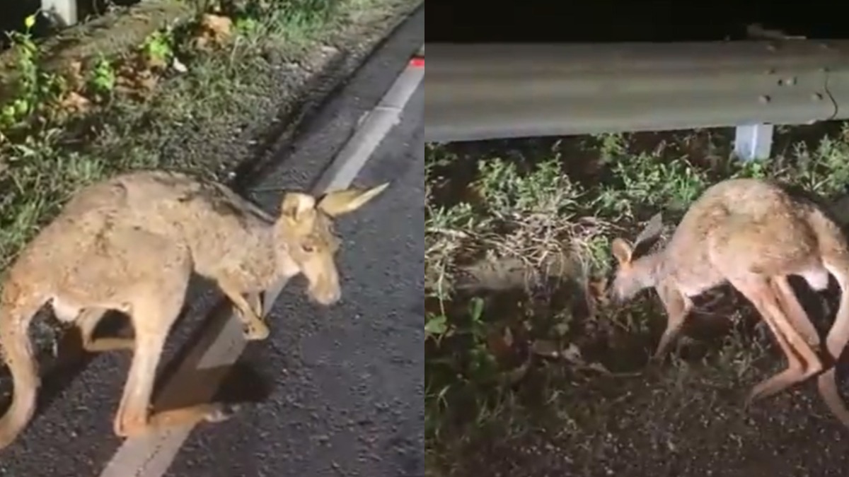 Videos of kangaroos roaming on West Bengal streets go viral; netizens ...