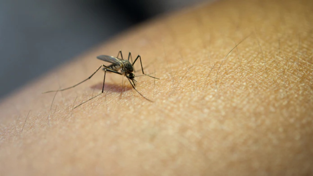 Zika may be a step away from dangerous outbreak, claims US researchers ...