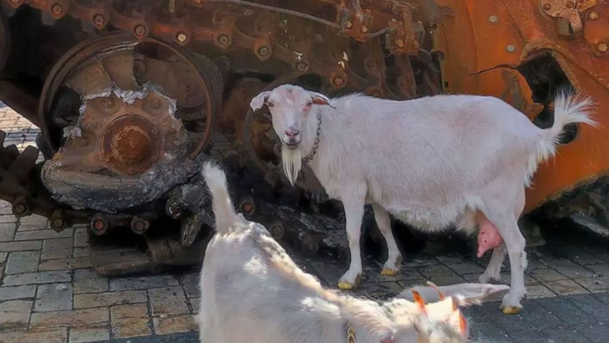 Ukraine goat triggers boobytrap injuring 40 Russian soldiers, netizens ...