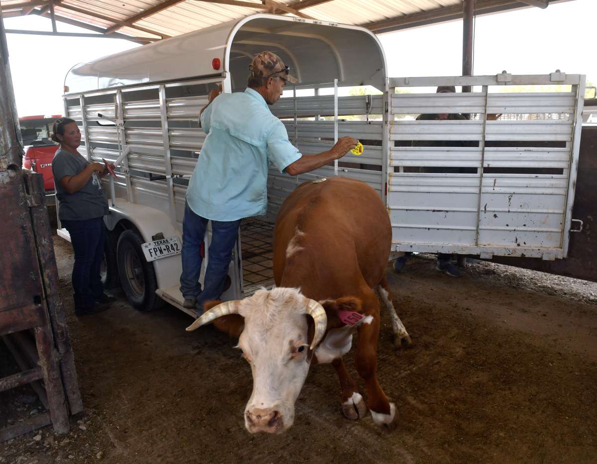 What Is Lumpy Skin Disease Can It Infect Humans All About Lsd Affecting Cattle Across India