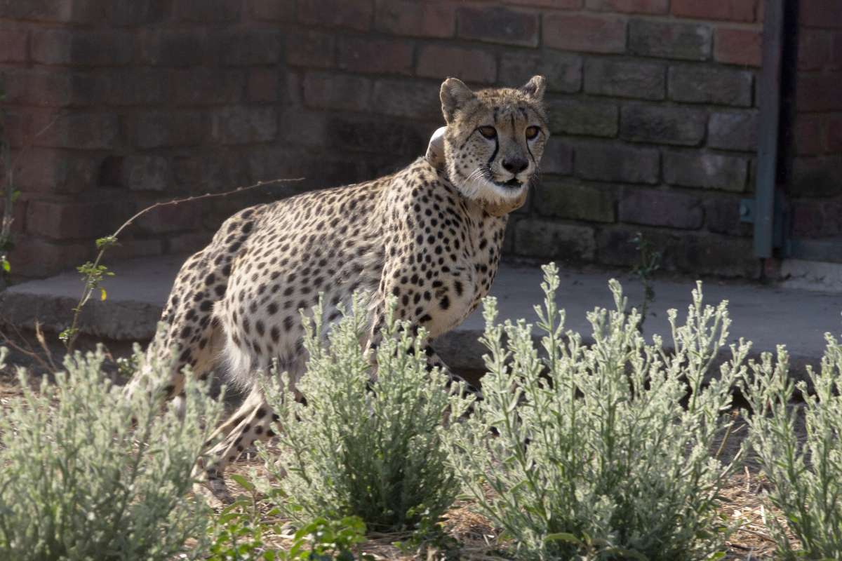 First batch of 12 cheetahs from South Africa likely to reach India in ...