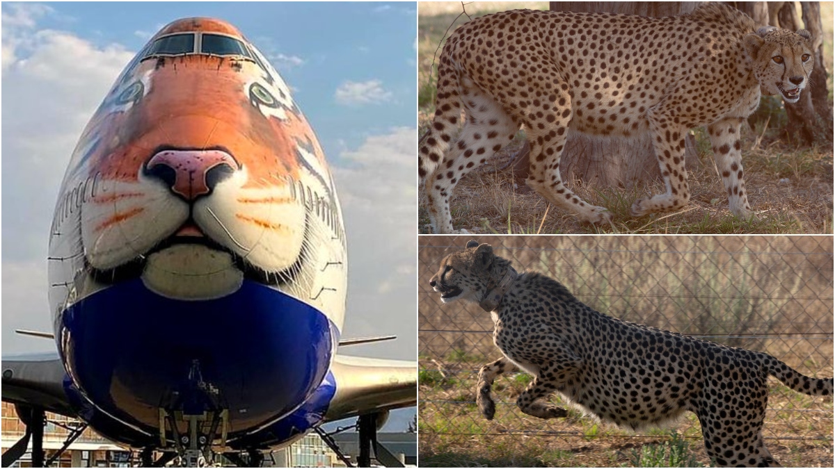 Stage set for return of cheetahs to India Madhya Pradesh PM Modi Kuno ...