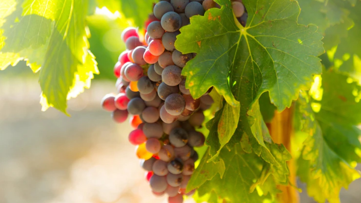 Did you know grapes can protect your skin from UV rays? Know other ...