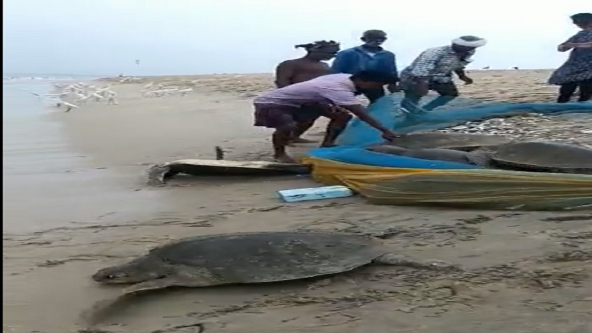 Fishermen, forest officials rescue turtles, aid them to get back to sea ...