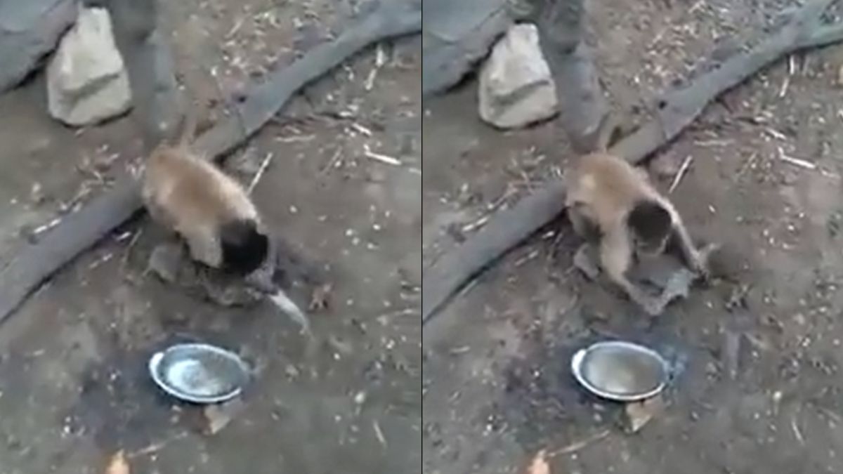 Watch: Monkey sharpens knife on rock, netizens wonder whose murder is ...