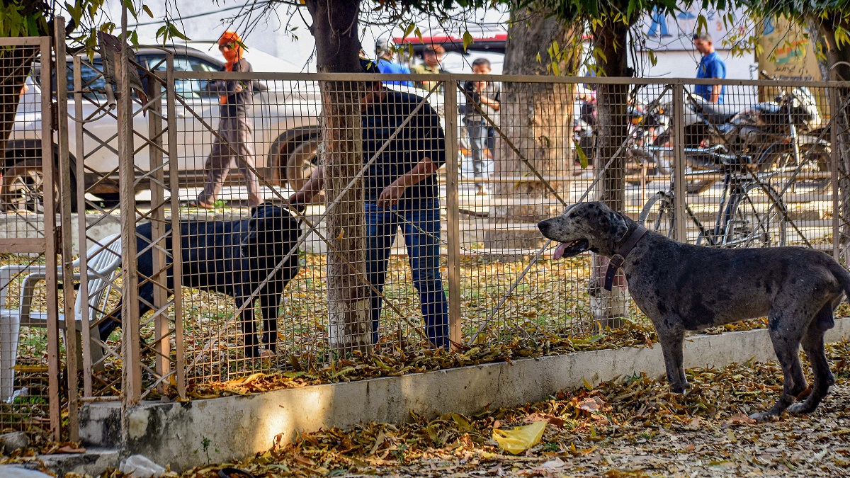 Atiq Ahmed's two dogs die of starvation in Uttar Pradesh's latest ...
