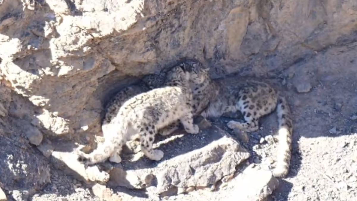 Rare sighting of snow leopard family in Spiti Valley leaves netizens mesmerised. Watch ...