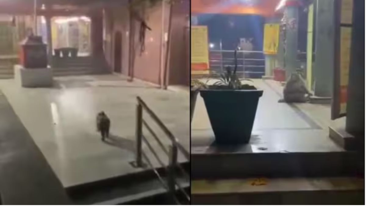 Viral video shows monkey who visits Ayodhya temple to seek blessings ...