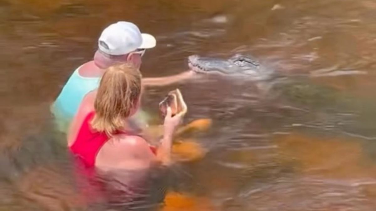 Florida couple chilling in river gives alligator food with their hands ...