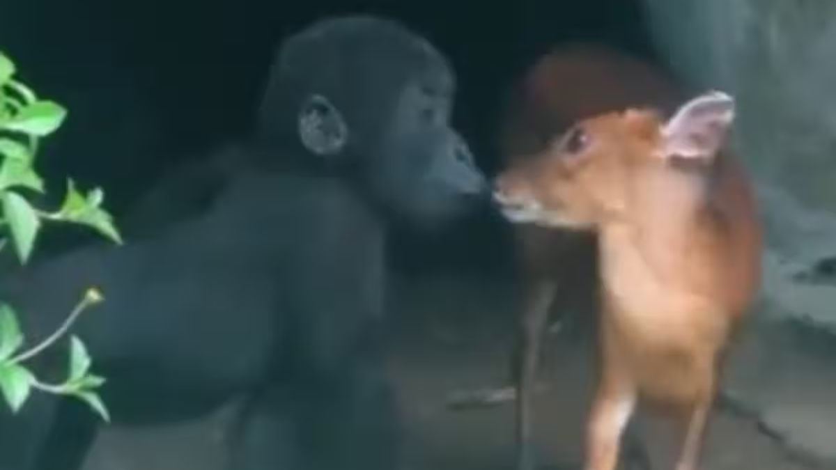 This viral video of baby gorilla meeting baby deer for the first time ...