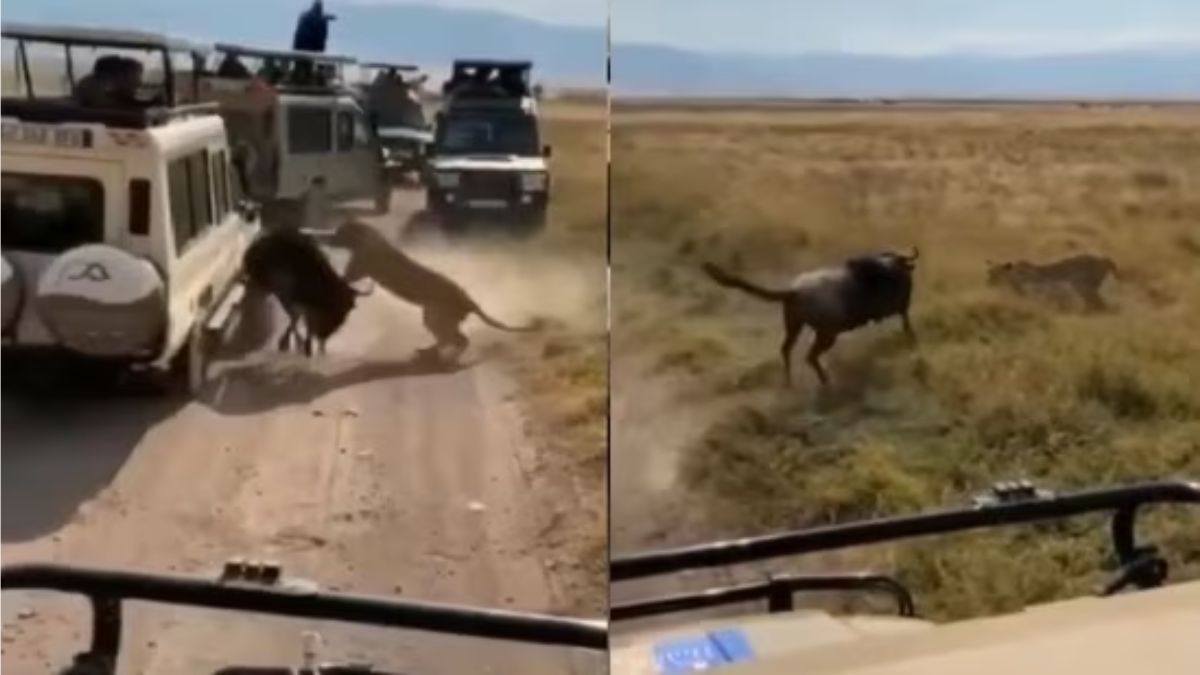 Lions hunt prey right in front of safari jeeps in Africa, tourists stop ...