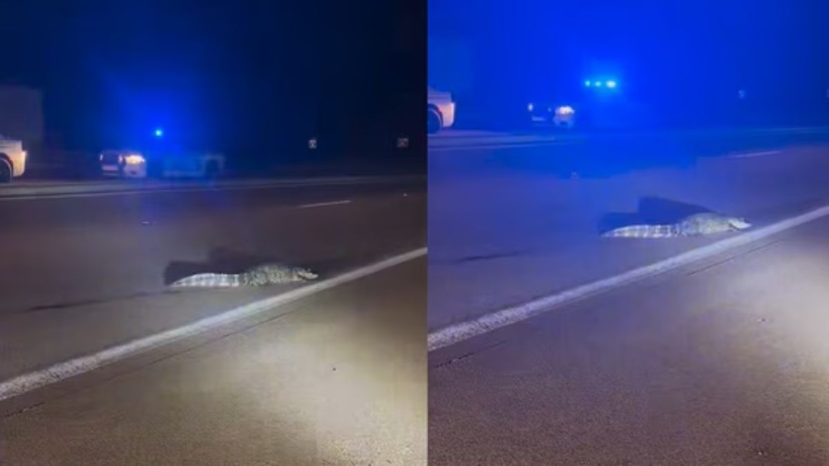 Viral Video: Alligator crosses highway in US, police rescue injured ...