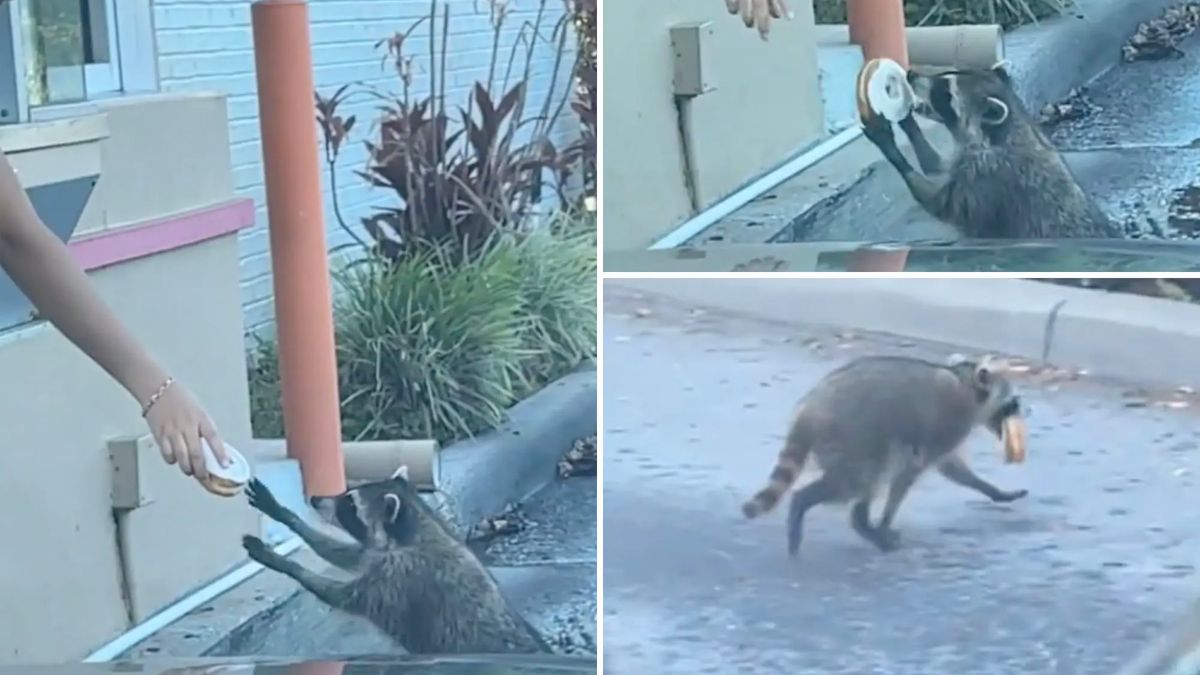 Raccoon gets free doughnut from Dunkin Donuts drive-thru in Florida. Viral video | Trending News ...