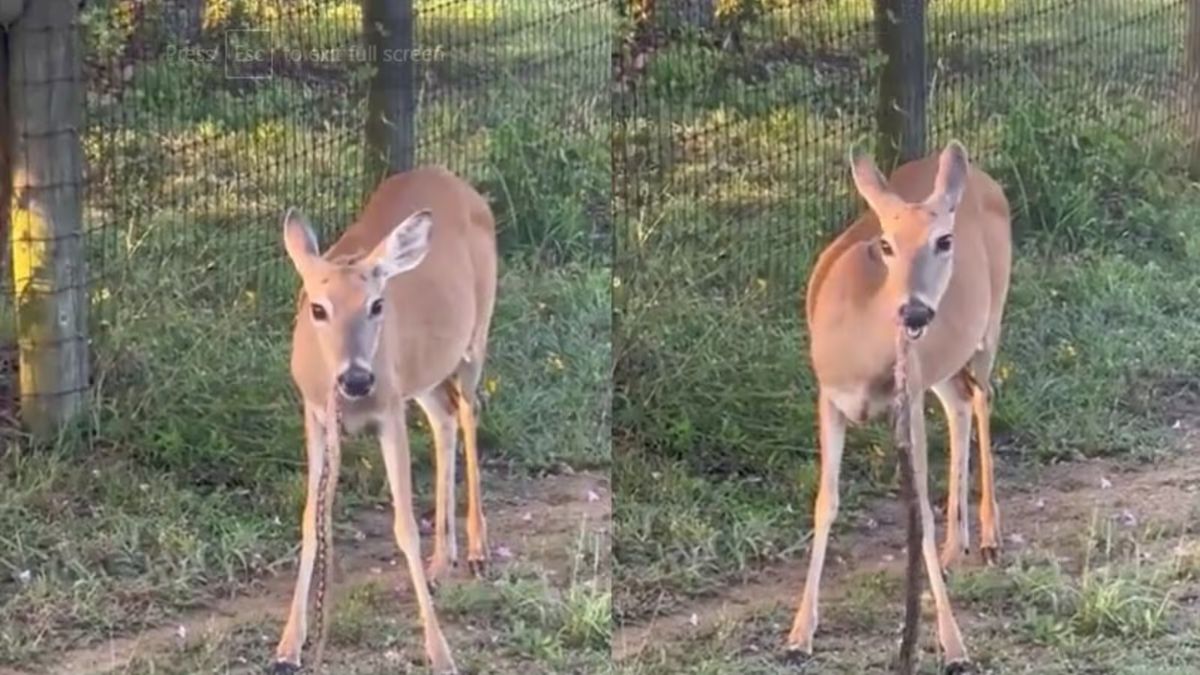Deer caught on camera eating snake, leaves netizens jaw-dropped. Watch ...