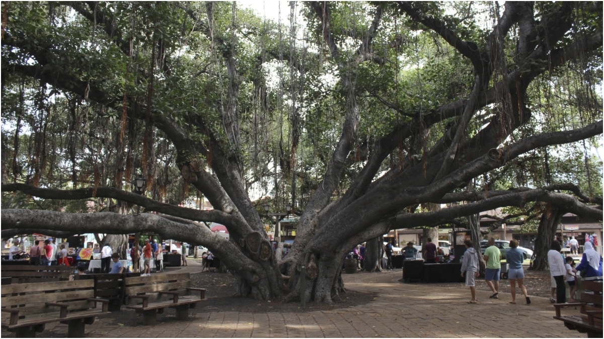 150-year-old Banyan tree, largest in US, imported from India damaged in catastrophic Hawaii ...