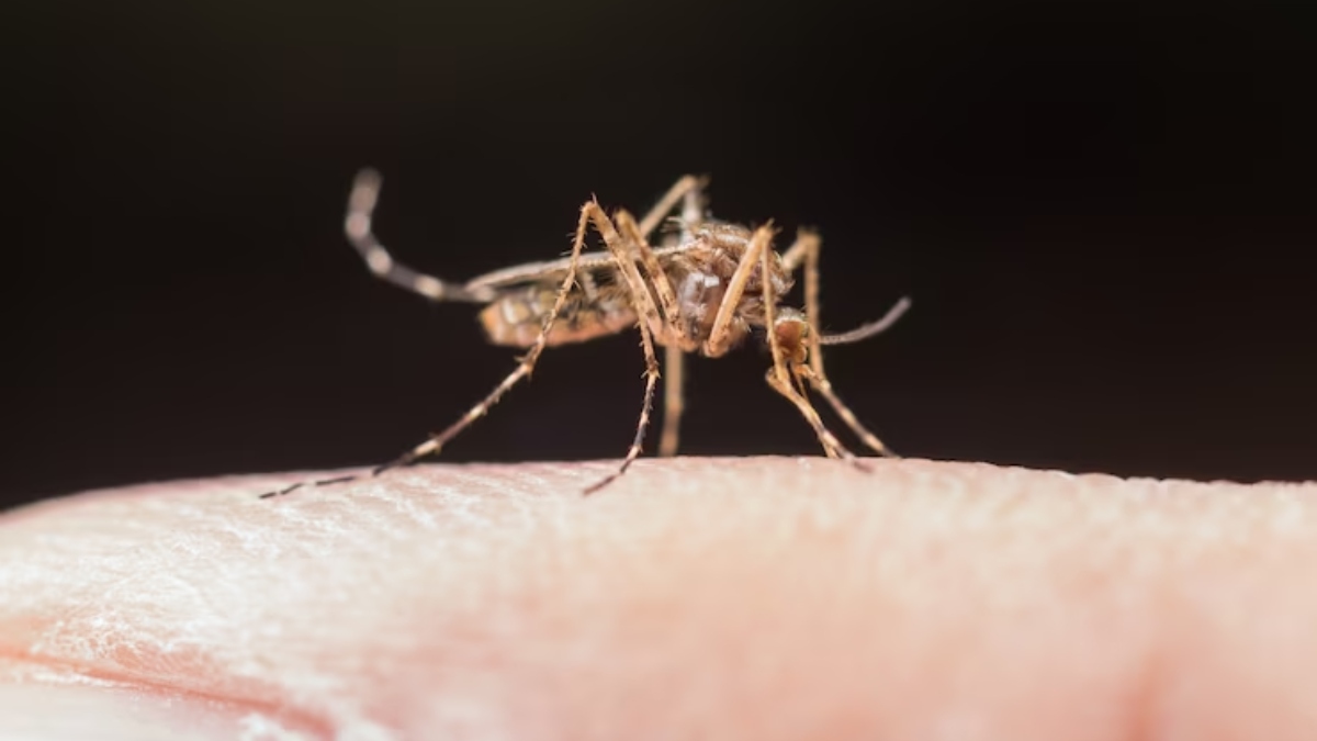 Dengue virus turns virulent under higher temperature, finds study ...