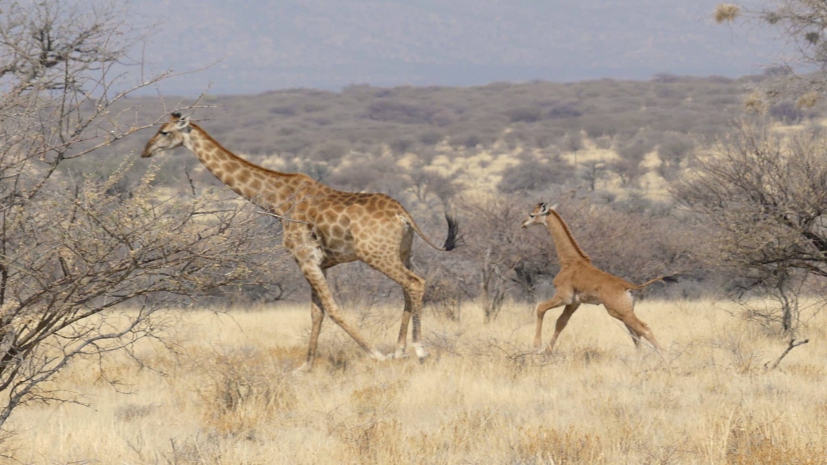 After Tennessee zoo, another spotless giraffe seen in Namibia | PICS ...