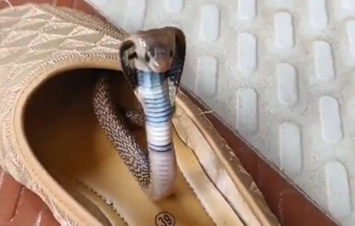 Scary! Viral video shows baby cobra finding its new home inside shoe ...