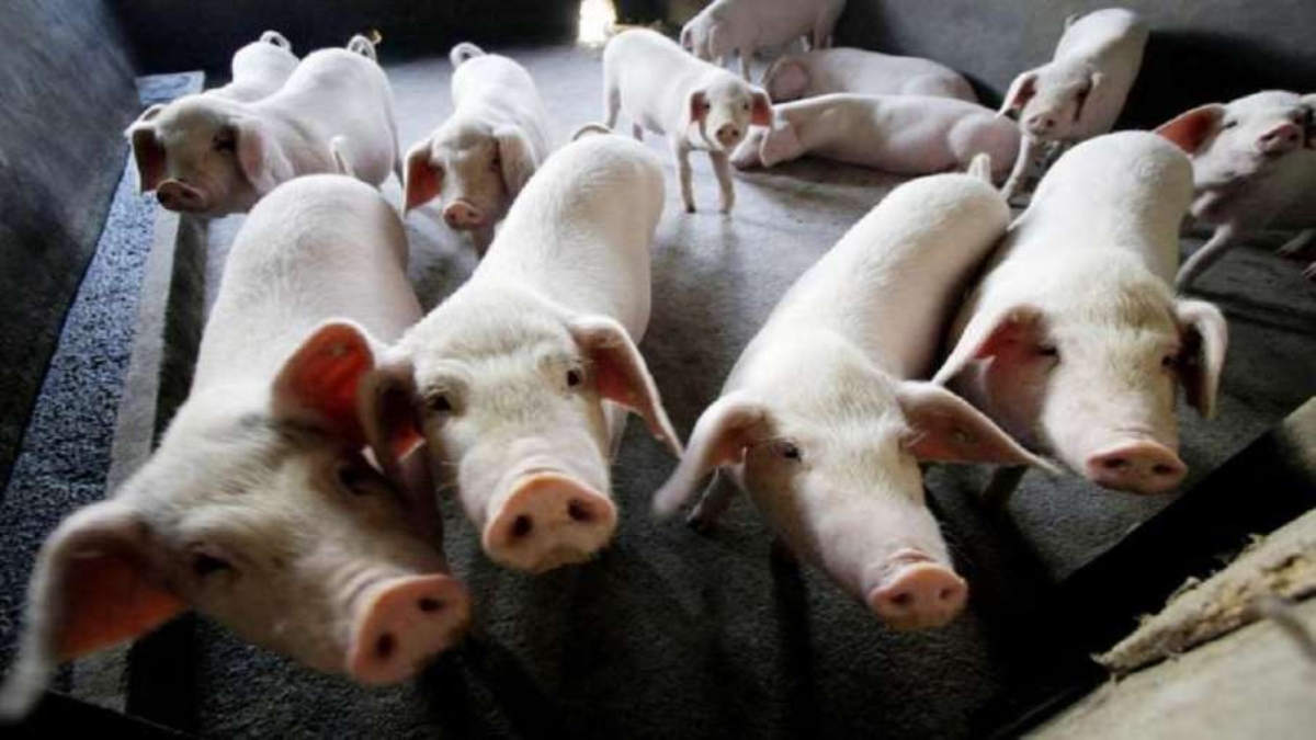 African Swine Fever wreak havoc in Mizoram, northeastern state records ...