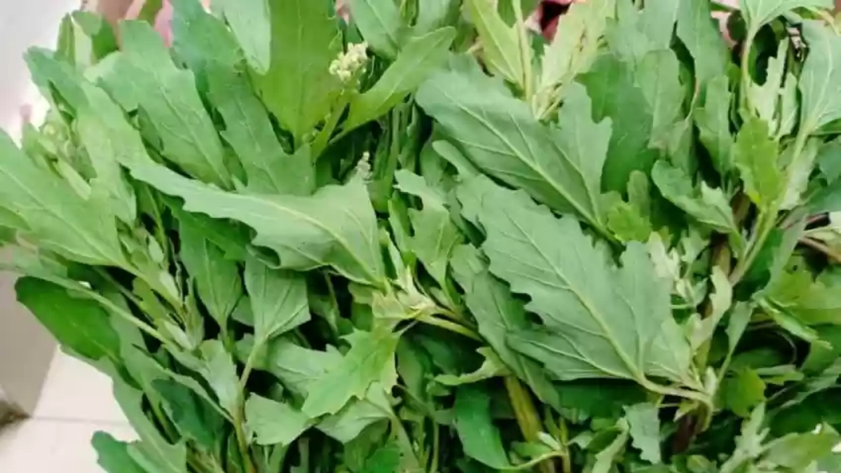 Superfood Bathua: Know THESE 7 benefits of goosefoot | Food News – India TV