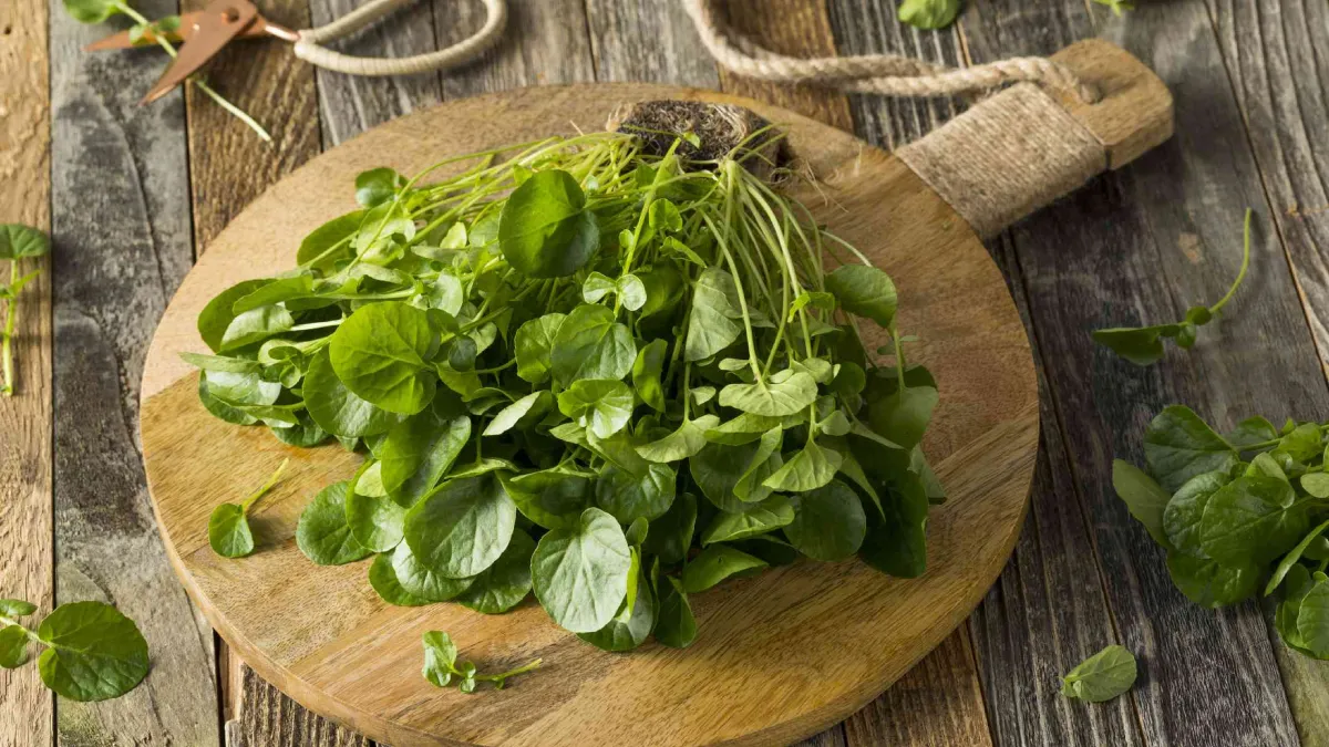 Superfood Watercress: Know THESE 5 benefits of this grass | Health ...