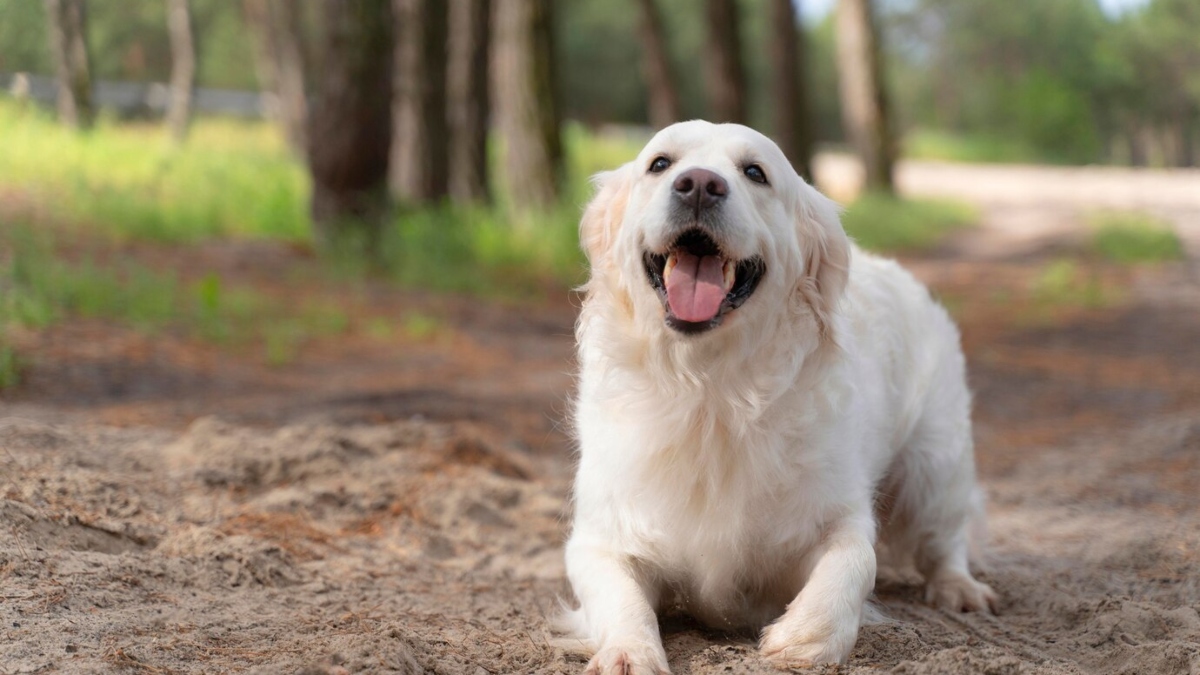 Swiggy introduces 'Paw-ternity' policy to support employees in pet care ...