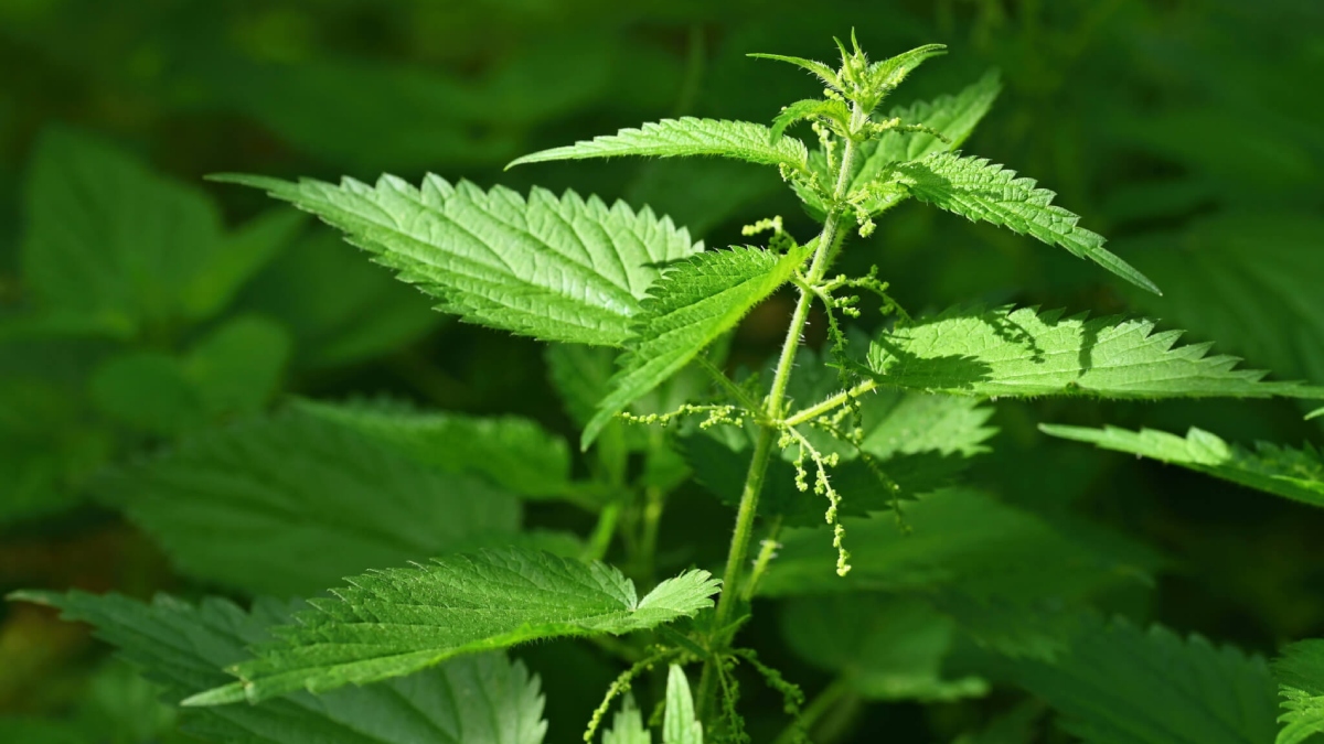 Superfood Nettles: Know THESE 5 benefits of Bichhua Pattee | Health ...