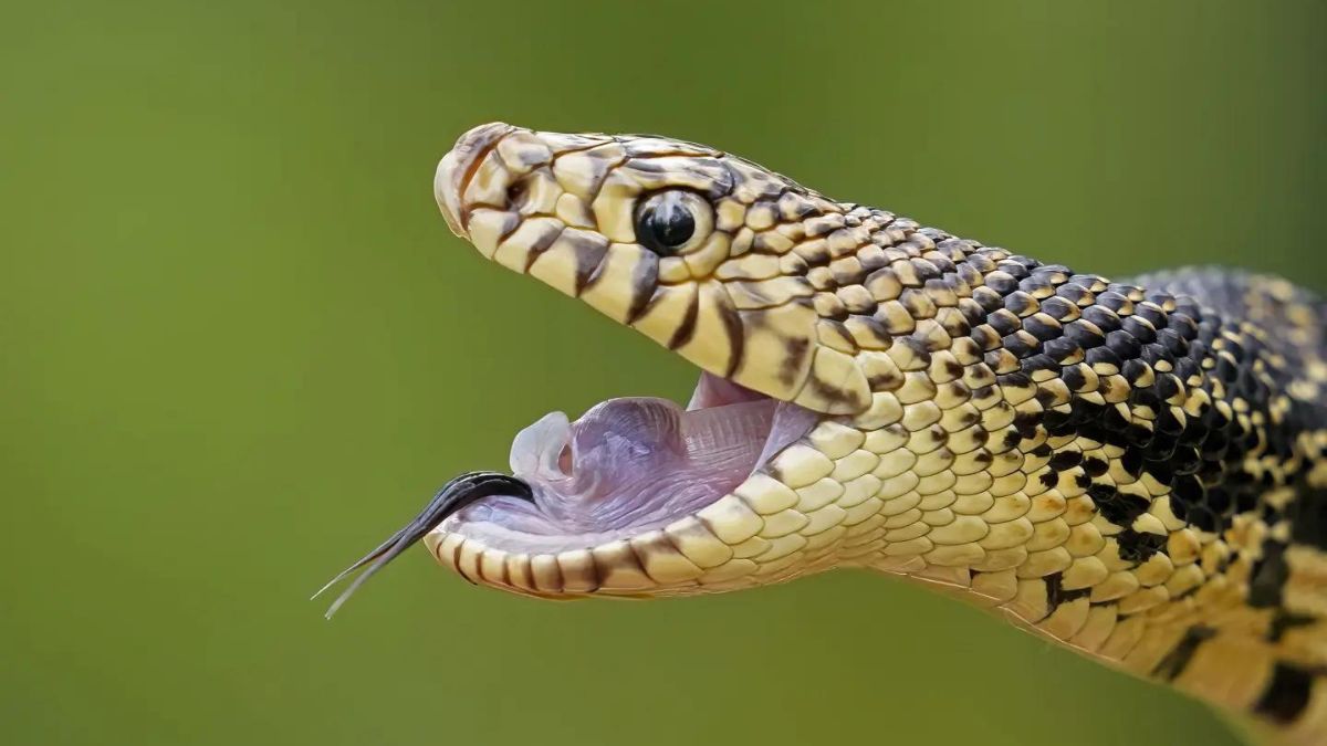 Over 20,000 people are bitten by lethal SNAKES in this country ...