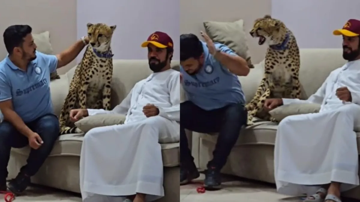 Pakistani content creator tries to ‘pet' cheetah, attacked in viral ...