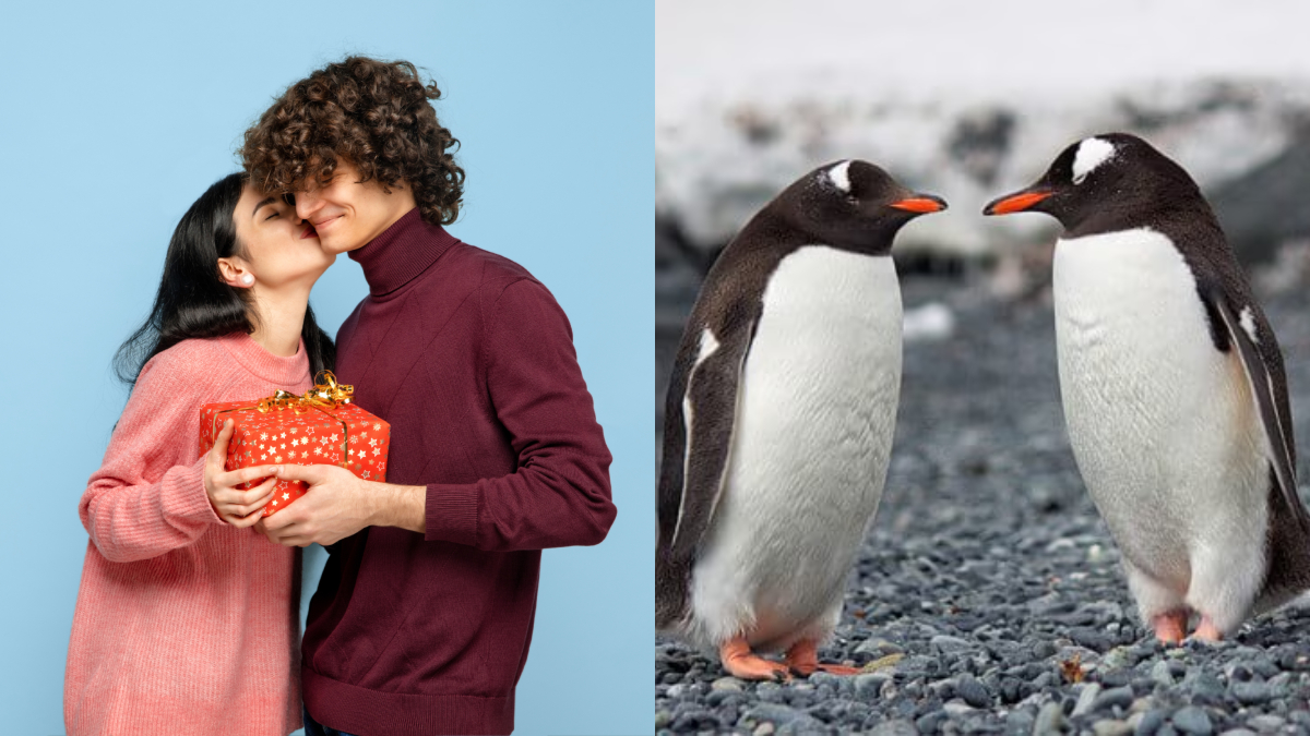 What is ‘Pebbling'? Know all about this new dating trend inspired by penguins | Relationships ...