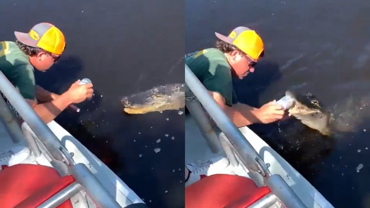 Florida man's alligator beer opening stunt goes viral | WATCH ...