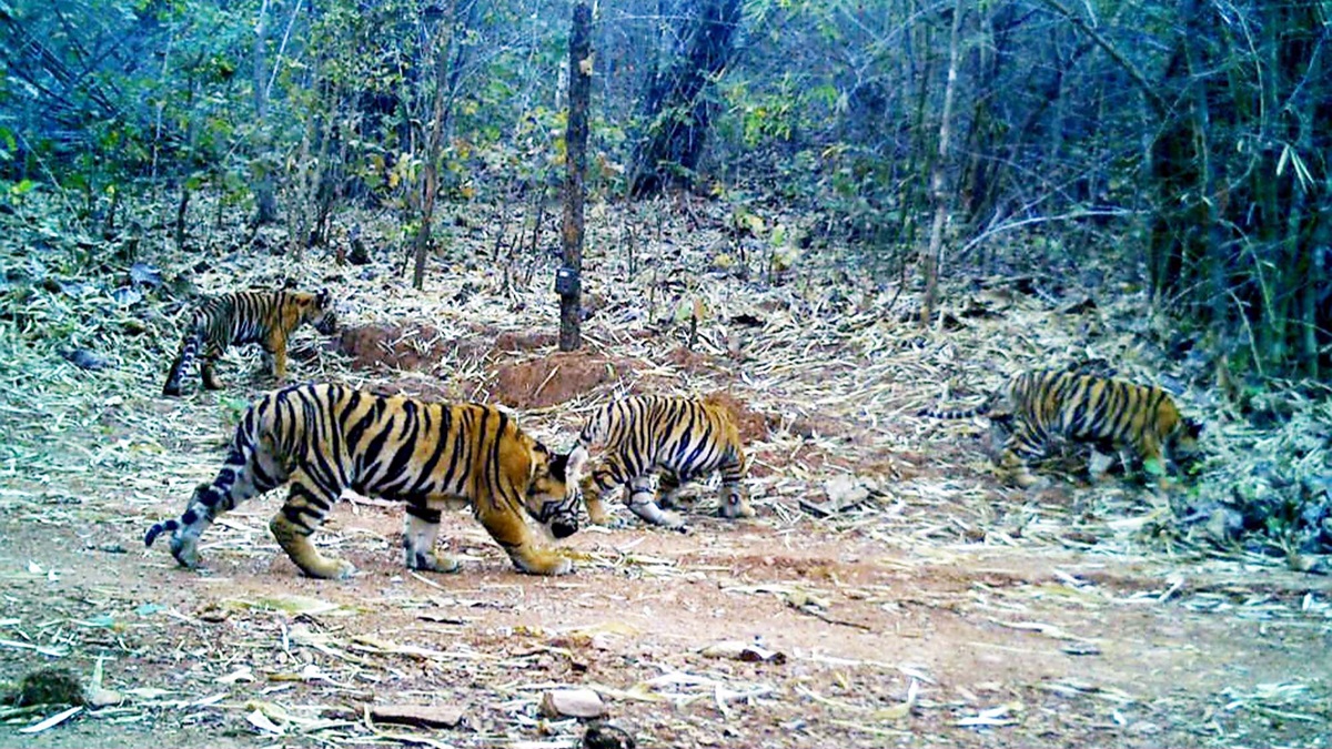 Madhya Pradesh Railways operated special train to shift two injured tiger cubs from Sehore to ...