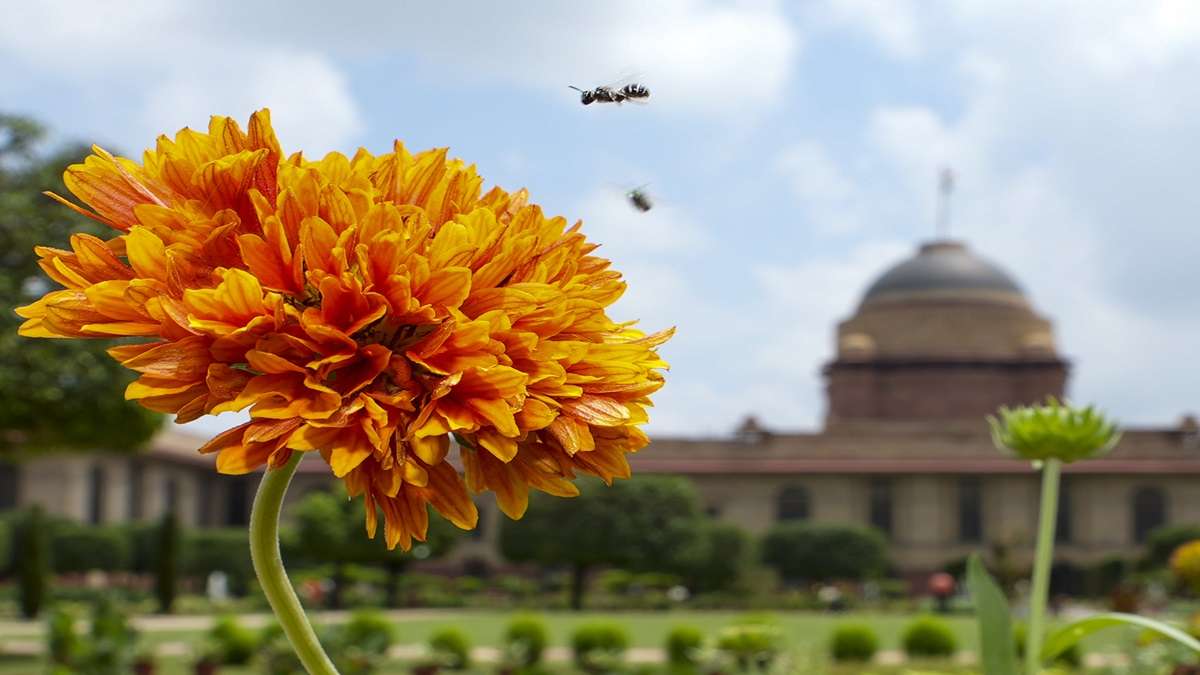 Amrit Udyan at Rashtrapati Bhavan opens for public delhi Check steps to ...